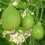 Buy Plantogallery Gol Ghiya Round Bottel Gourd Vegetable Seed| Outdoor ...