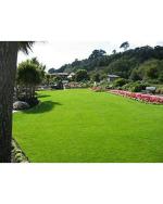 Buy Afflorance Durva Lawn Grass Seeds (Pack of 10000) Online at Best Prices in India - JioMart.