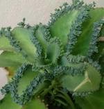 Buy Platone Bryophyllum Pinnatum/Patharchatta PlantPathar Kuchi ...