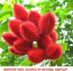 Buy Cloud Farm Hybrid Annatto ZZ Plant - 200 mm CF_O93 Online at Best ...