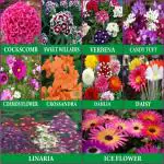 Buy Greenery Hub Organic 10 Varieties of Flower Seeds Combo (10 Per ...