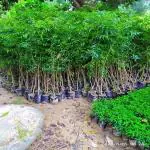 Buy Greenery Nursery Neem Plant (Hybrid, Pack of 1) Online at Best ...