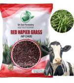 Buy SRI SAI FORESTRY Red Napier Grass Seeds Multi Cut High Yield Grass Seed Online at Best ...