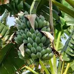 Buy Kapebonavista Patakapura Banana Rasthali Banana Live Plant Online ...