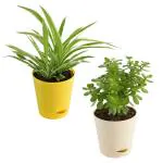 Buy UGAOO Jade, Spider Indoor Live Plants With Pot Pack Of 2 Online at ...