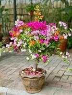 Buy GREENZILLA Multicolor Bougainvillea Flower Plant| Best Home Decore ...