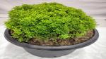 Buy Platone Murraya Paniculata Plant Murraya Paniculata Dwarf Hybrid ...