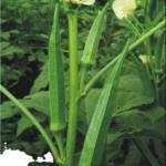 Buy PUNARVA Z2362-C-Okra Lady Finger Green Okra Seeds (Pack Of 300 ...