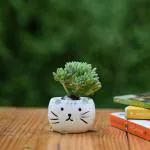 Buy Plantlane Ceramic Small Cute Cat Design Pot/Planter, Table Top Pot ...