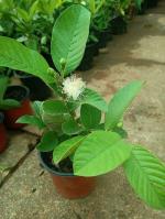 Buy Earth Angels Guava Plant (Hybrid, Pack of 1) Online at Best Prices ...