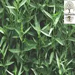 Buy Kapebonavista Chirata Charaita Chirayata Bhunimba Swertia Chirayita ...