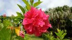 Buy Sanjay garden plant Plant Live Hibiscus/gudhal Pink Double Flower ...