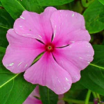 Buy Ashokavanam Madagascar Periwinkle - Beautiful Flowering Plant with ...