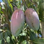 Buy GREEN LINE Nursery Palmer Mango" Live Amba fruit Plant Grafted ...