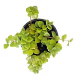 Buy Ashokavanam Tangled Heart (Plectranthus prostratus) Plant Online at ...
