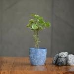 Buy Plantlane Ceramic Tribal Print Pot (Blue)/ Pot For Plants/Indoor ...