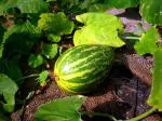 Buy JIGNISHA SEEDS Cucumber , Kakdi , kherra , khira Vegetable Seeds ...