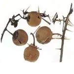 Buy Xetomos Solanum Xanthocarpum Kandankathiri Kateli Yellow Fruit ...