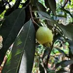 Buy Cloud Farm Gulab Jamun Syzygium Jambos Rose-apple Fruit Plant [CF11 ...
