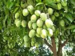 Buy Plantzoin Mango Aam Mangifera indica Amba Live Plant Online at Best ...