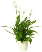 Buy Baishnab Peace Lily PlantPice Lili PlantGRP-RK-879 Online at Best Prices in India - JioMart.