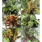 Buy Kapebonavista All Season Gardens Rare Exotic Fruit Dwarf Rare ...