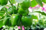 Buy Kechuaa Capsicum Green Vegetables Seeds F1 Hybrid Combo Seeds For ...