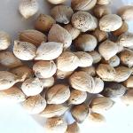 Buy Xetomos putrajeevak Seed or putrajivak beej 250Gms Other names are ...