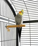 Western Era Perch Stand Bird Toy For Medium And Large Birds (10 Inch ...