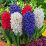 Buy PARYAVARAAN Hyacinth Flower Bulb Mixed Imported Flower Bulbs for Home Gardening 20 Bulbs ...