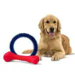 Buy Boltz Dog Chew Toy Bone And Spike Ring For Teething Medium Dogs ...