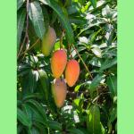 Buy EROANVIA all time chok anan mango live plant grafted Online at Best ...