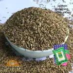 Buy SriSatymev Apamarg Seed - Chirchita - Latjeera 200g Online at Best ...