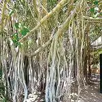 Buy Kapebonavista Banyan tree Barh Khongnang taru Bargad Vat Alai Marri ...