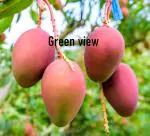Buy Green view "Arunima Mango " Live Amba fruit plant Grafted hybrid ...