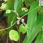 Buy Kapebonavista Mashaparni Kalyan Lomashparnini Ban-kultha ...