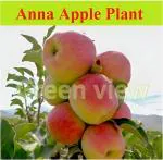 Buy Green view ANNA GRAFTED APPLE PLANT- Live Apple plant for Hot ...