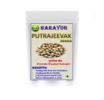Buy HARAYUG PUTRAJEEVAK BEEJ - JIYA POTA SEEDS - PUTRA JIVAK BEEJ ...
