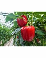 Buy Green World Organic Red Capsicum 75 Seeds Online at Best Prices in ...