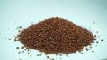 Buy THOGAI'S - " SALIYA SEEDS " - HALIM SEEDS / SALIYA VITHAI / GARDEN ...