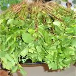 Buy CooPany Ambaadi/ Pitwaa/ Gongura/ Mwitha Seeds - 250 Seeds Online ...