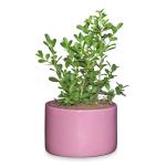Buy UGAOO Lilac Stories Magenta Ceramic Pot, 14 X 14 Cm Online at Best ...