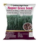Buy Iagrifarm Napier Grass Seed - 500 gram - Pennisetum purpureum/Elephant grass seed/Multicut ...