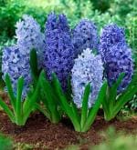 Buy Audbhidhi FONDANT Imported Variety Hyacinth, Dutch hyacinth Flower bulbs Blue color For Home ...