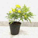 Buy Garden Art New Tecoma Yellow Dwarf Natural Live Healthy Indoor Air ...