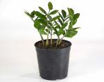 Buy ZZ Plant, Aroid Palm, Arum Fern, Zamioculcas Zamiifolia by India ...