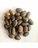 Buy Green World Organic Bio Fuel Tree 100 Seeds Online at Best Prices ...