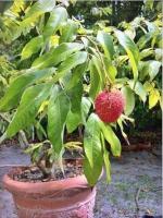 Buy Baishnab Litchi PlantLichu PlantHybrid Litchi / Lychee Fruit Live ...