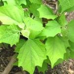 Buy Plantzoin Gamhar Madhumatee Gmelina arborea Gambhari Live Plant ...