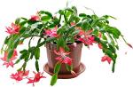 Buy Baishnab Zygocactus PlantBramhakamal PlantBP_33 Zygocuctus indoor ...